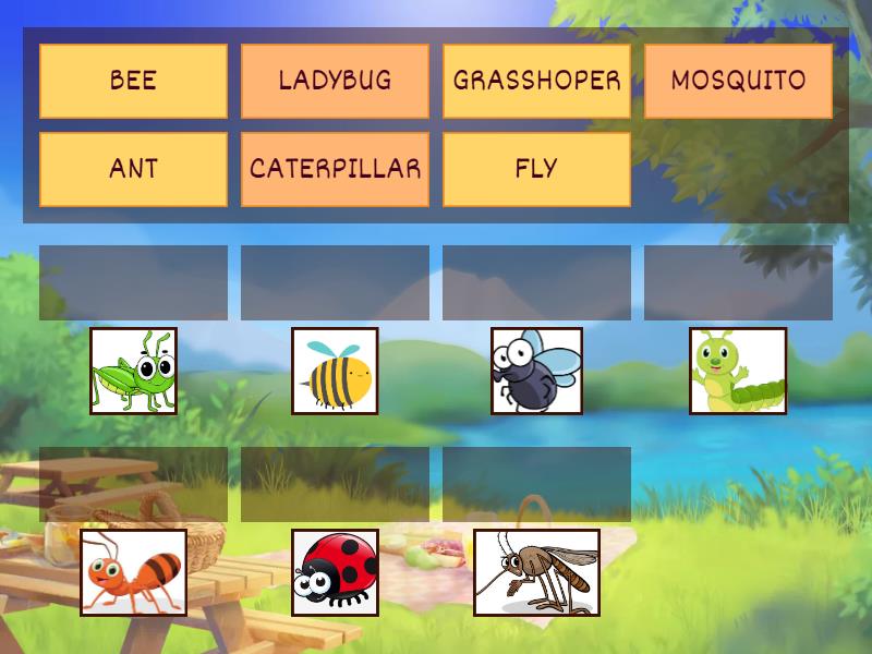 Insects and bugs - Match up