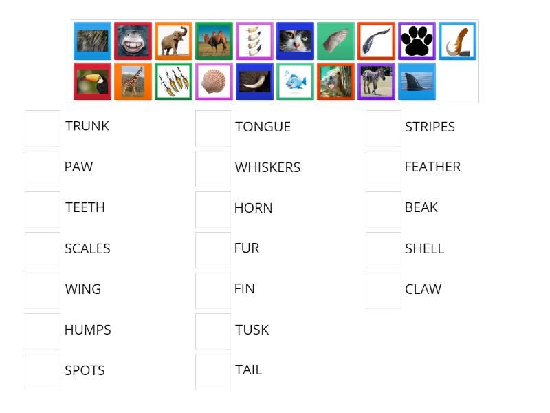 Body Parts of Animals - Match up