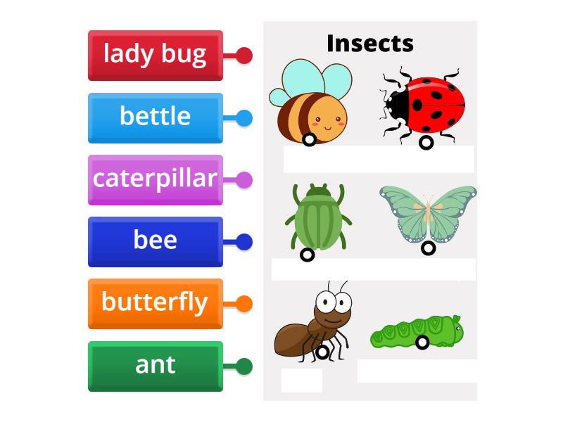 INSECTS - Labelled diagram