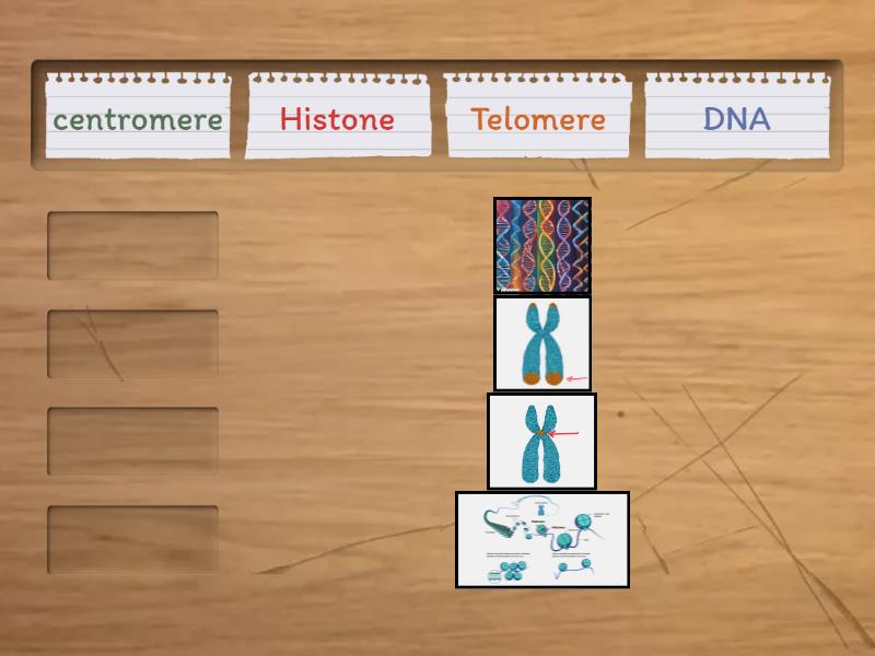 Chromosome components - Match up