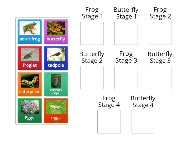 Metamorphic Life Cycles - Group sort
