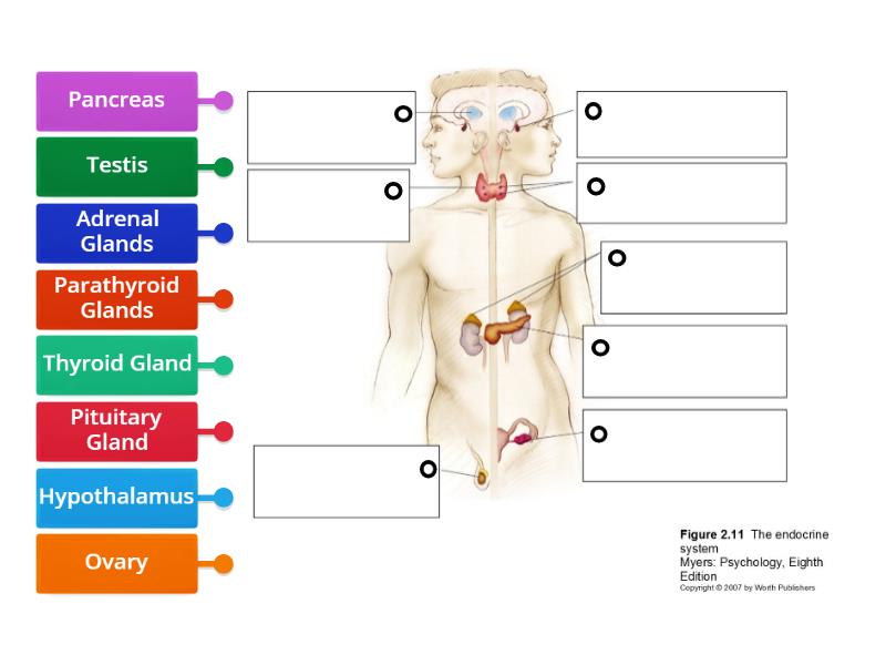Endocrine System Gland Locations - Labelled diagram