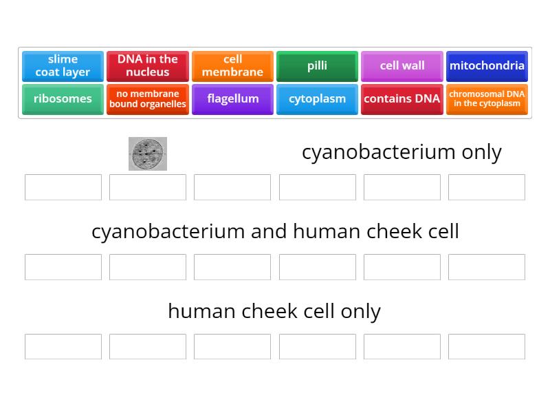 Cell organelles - comparing prokaryotes and eukaryotes (animal and ...