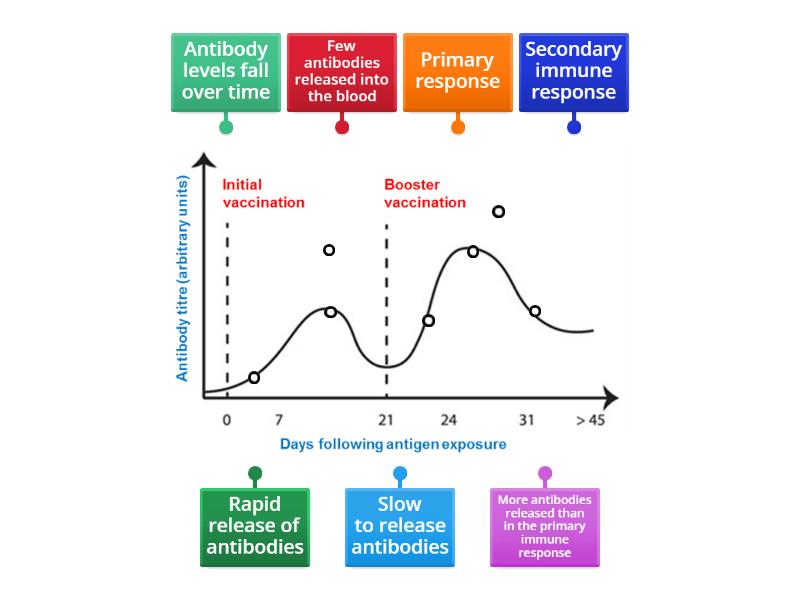 Immune response graph - Labelled diagram Immune response graph - Labelled diagram