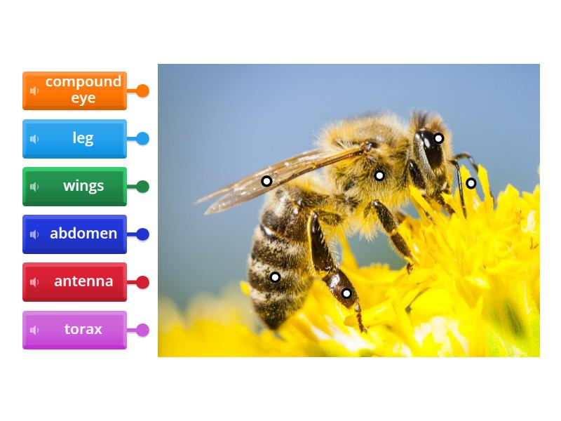 Bee - Labelled diagram