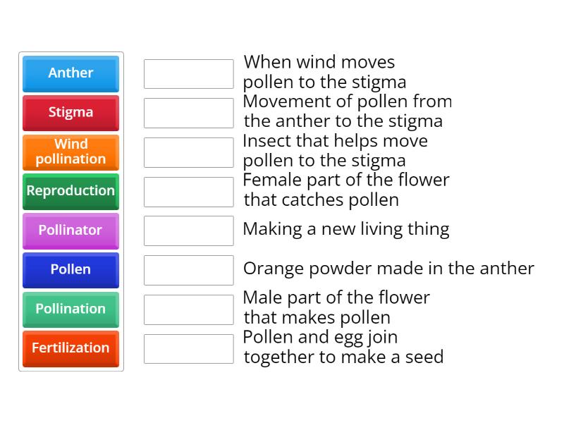 Pollination Vocabulary Review - Match up