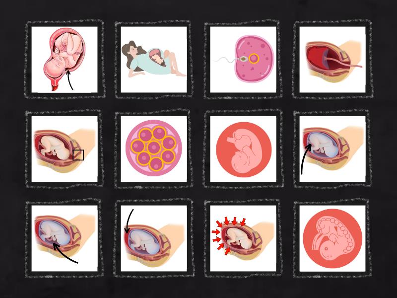Pregnancy and Birth - Vocabulary - Flip tiles