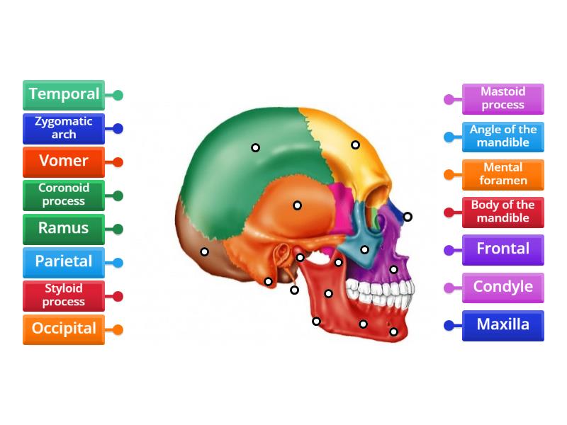 Skull - Labelled diagram