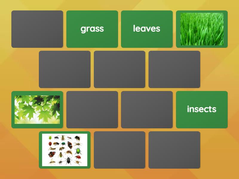 Animal foods - Matching pairs
