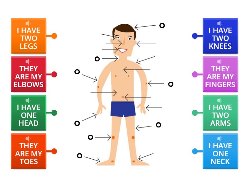BODY PARTS 2 - Labelled diagram