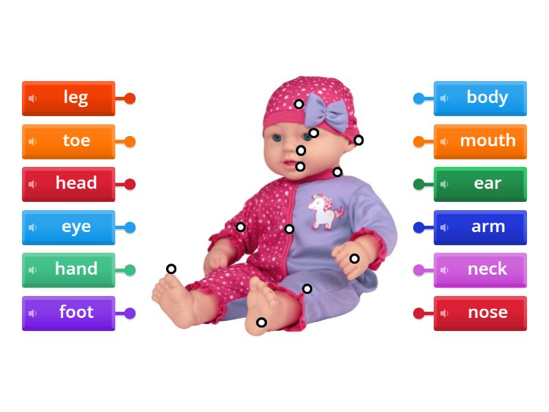 Head and body - Labelled diagram