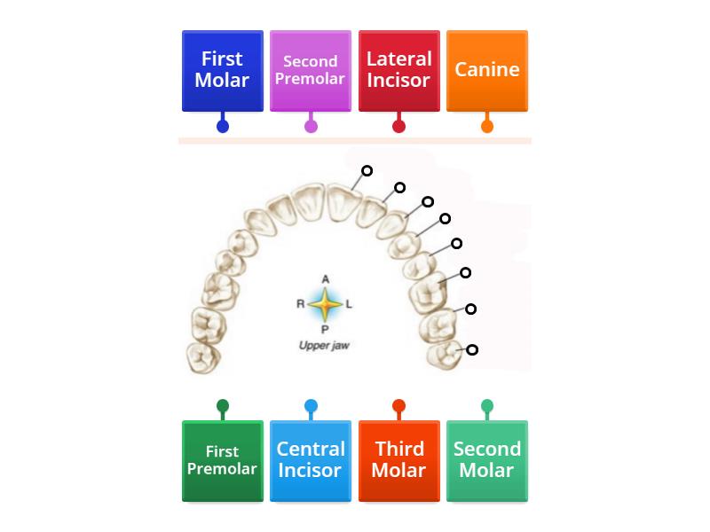 Types Of Teeth(Digestive System) - Labelled diagram