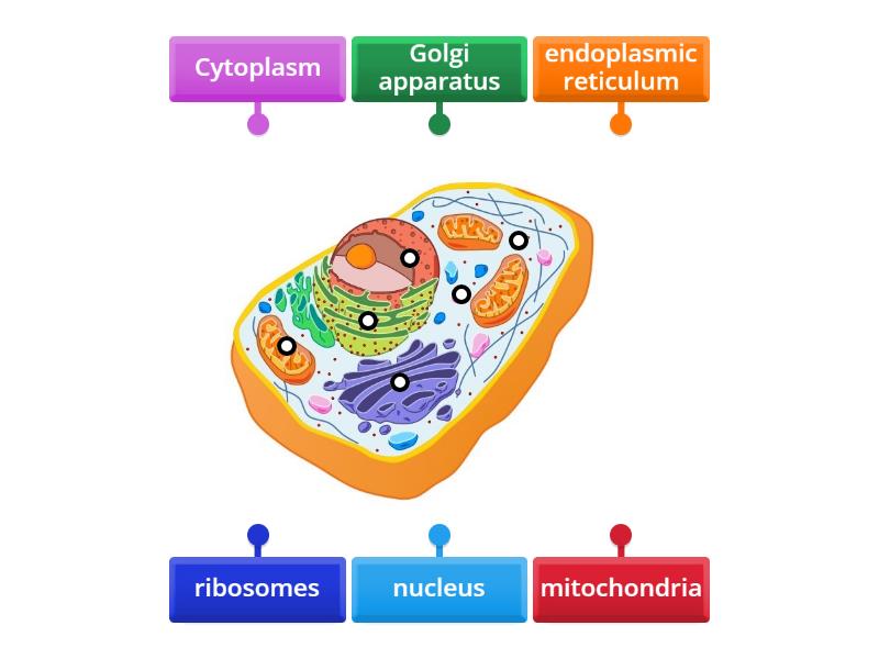 Label an animal cell - Labelled diagram