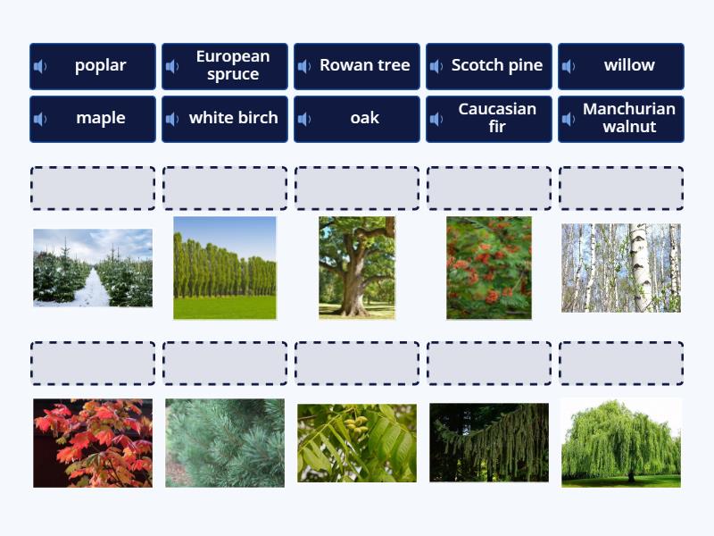 10 types of trees - Match up