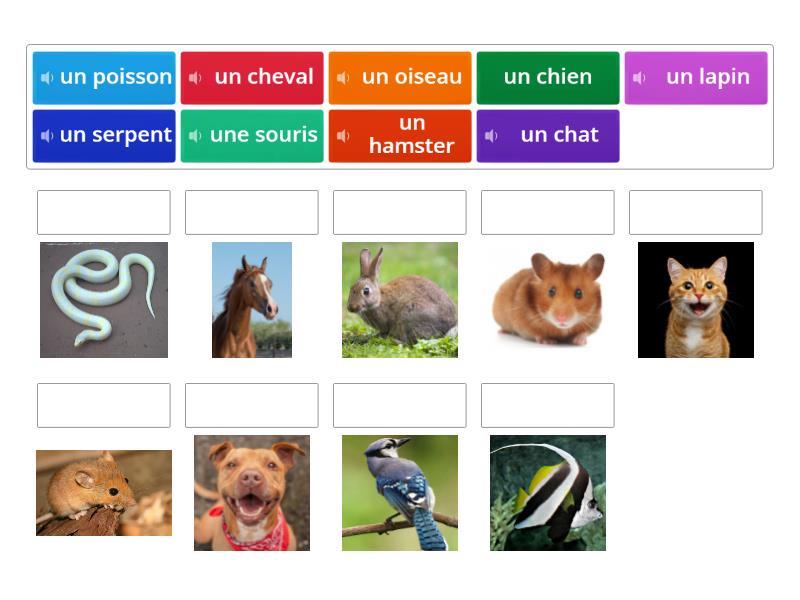 Les animaux - Match up