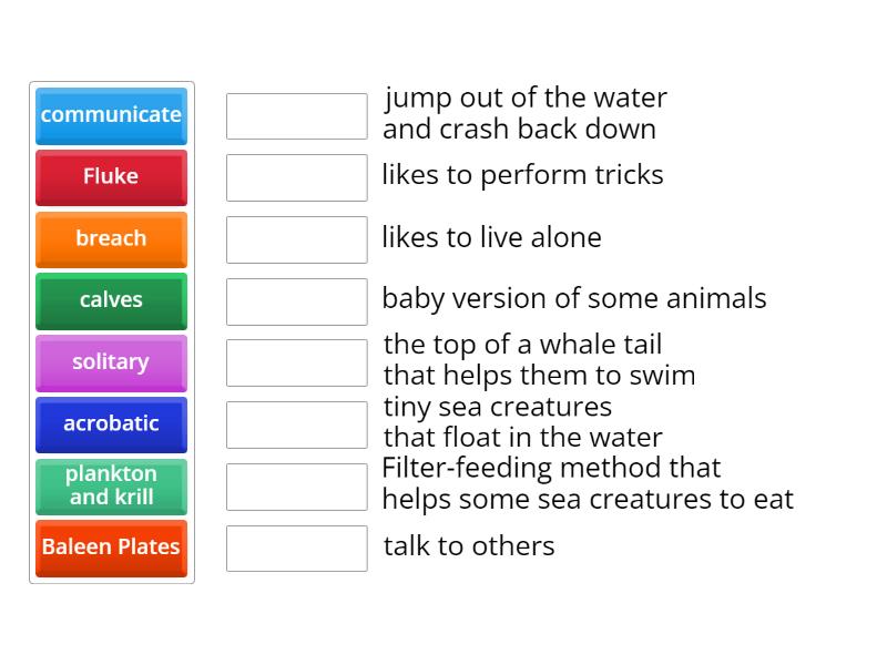Humpback Whales :) - Match up