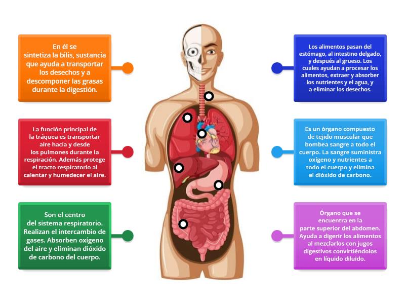 Organos del cuerpo Humano - Diagrama con etiquetas