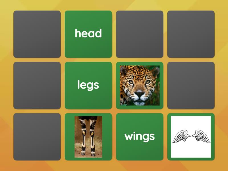 Animal body parts - Matching pairs