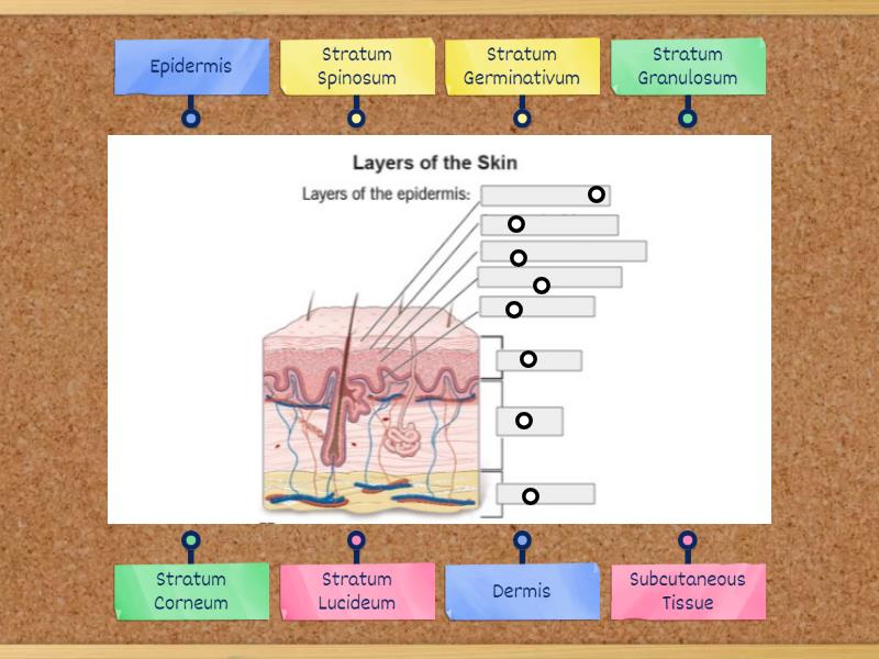 Skin Structure - Labelled diagram
