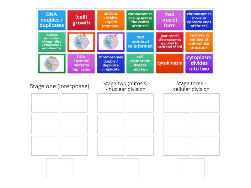 Stages of the cell cycle - easier - Group sort