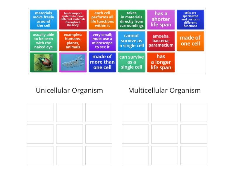 Unicellular vs. Multicellular Organisms - Group sort