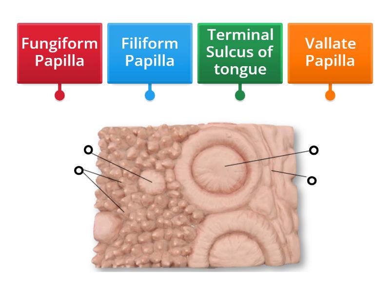Tongue - Labelled diagram