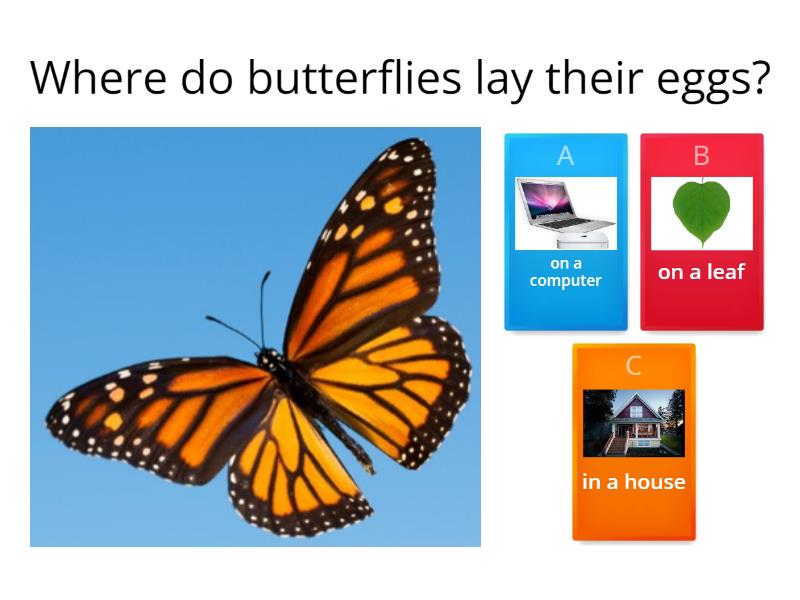 Life Cycle of Butterfly - Quiz