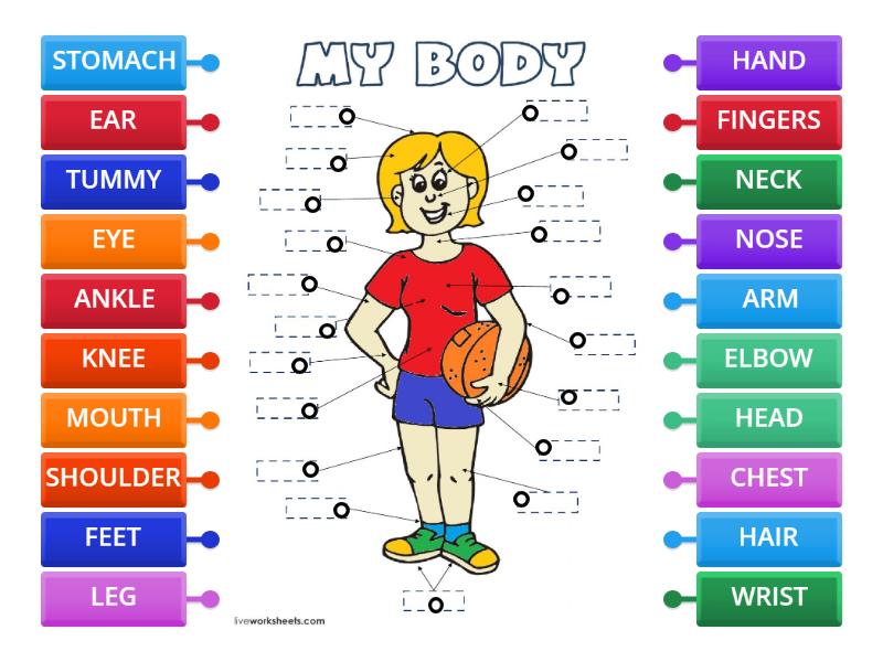 MY BODY by Teacher Vale - Labelled diagram