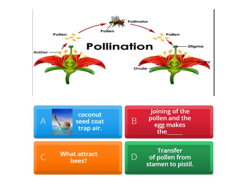 Ch7L2 External Plant Structure and Function- part 2 - Quiz