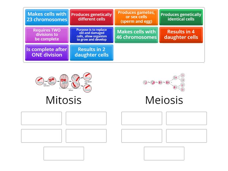 Mitosis vs. Meiosis - Science 8 - Ordenar por grupo