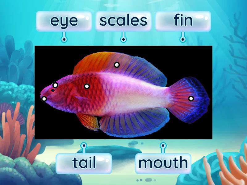 Parts of the Fish - Labelled diagram