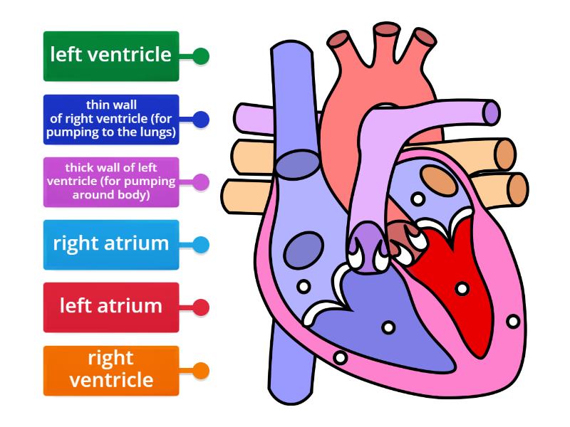 Heart Labelling task - Imagem com legenda