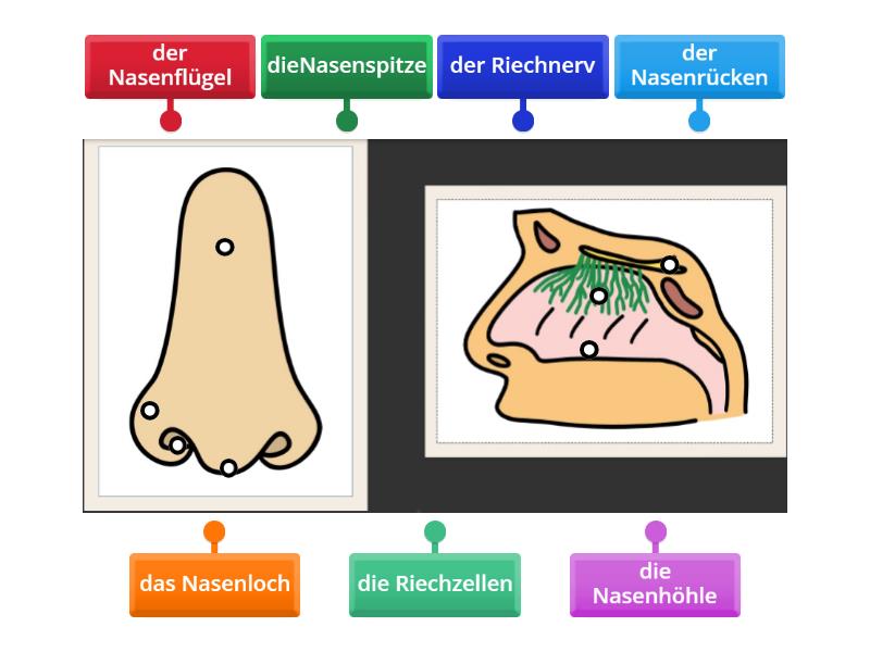 Der Aufbau der Nase - Diagrama con etiquetas