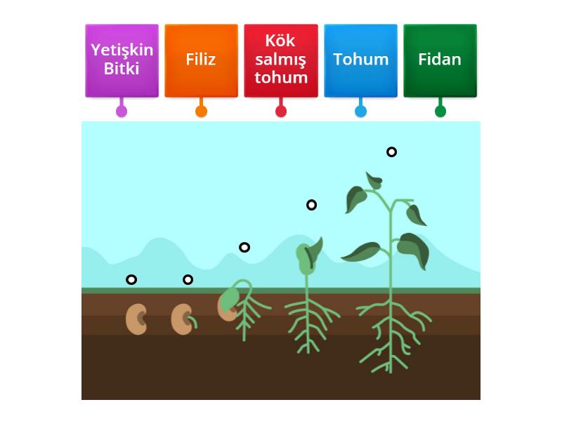Bitkilerde Yaşam Döngüsü - Labelled diagram