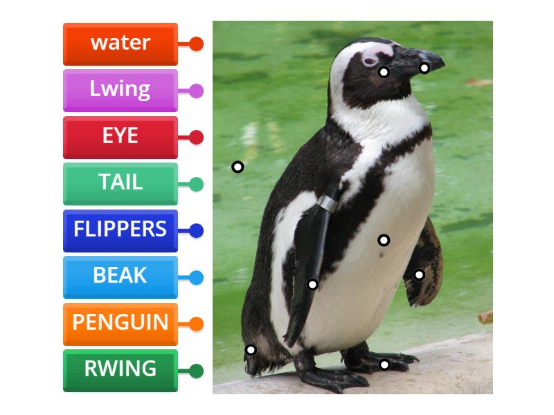PENGUIN - Labelled diagram