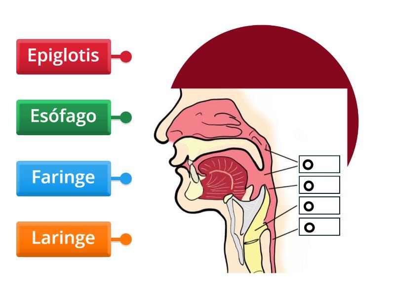 Faringe - Labelled diagram