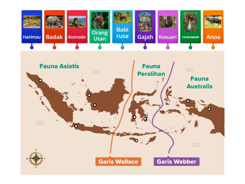 Peta persebaran fauna di Indonesia - Labelled diagram