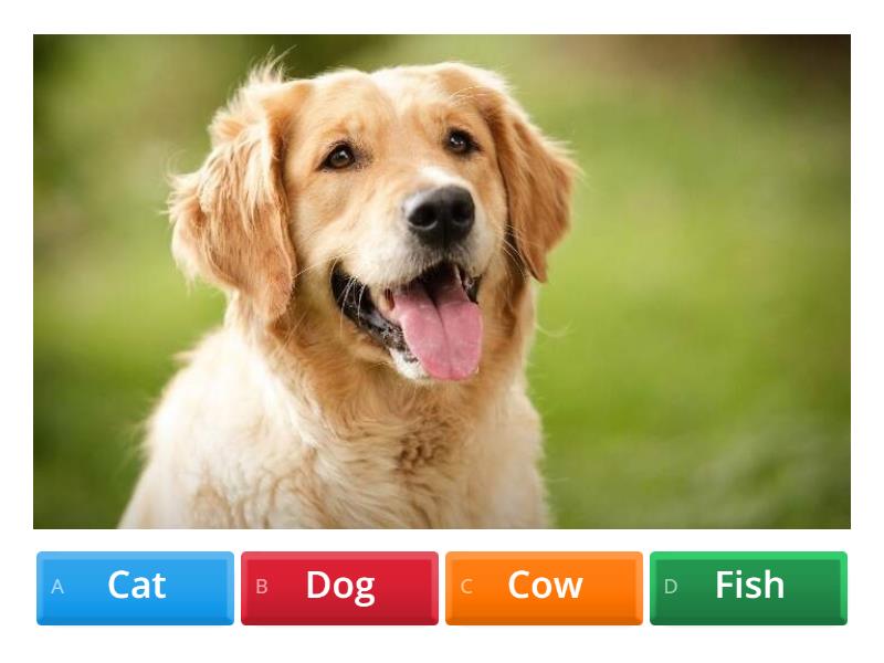 Mark the names of the given animals. - اختبار تنافسي