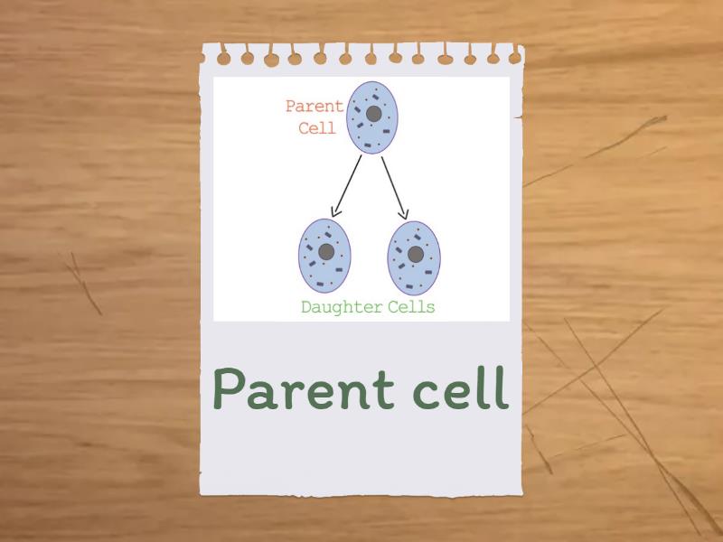 Cell Division Vocab - Flash cards