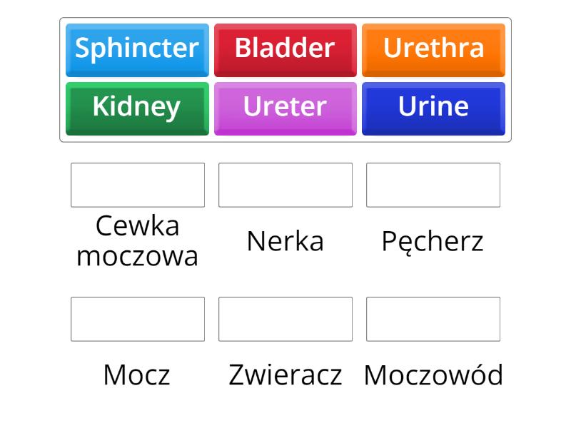 Urinary system - Match up