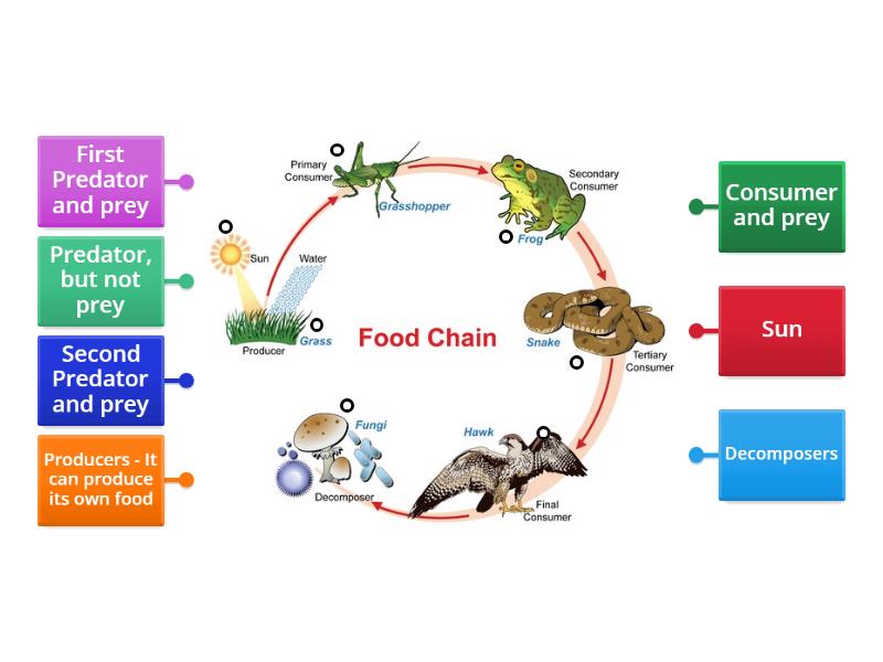 Food Chain 4ano - Labelled diagram