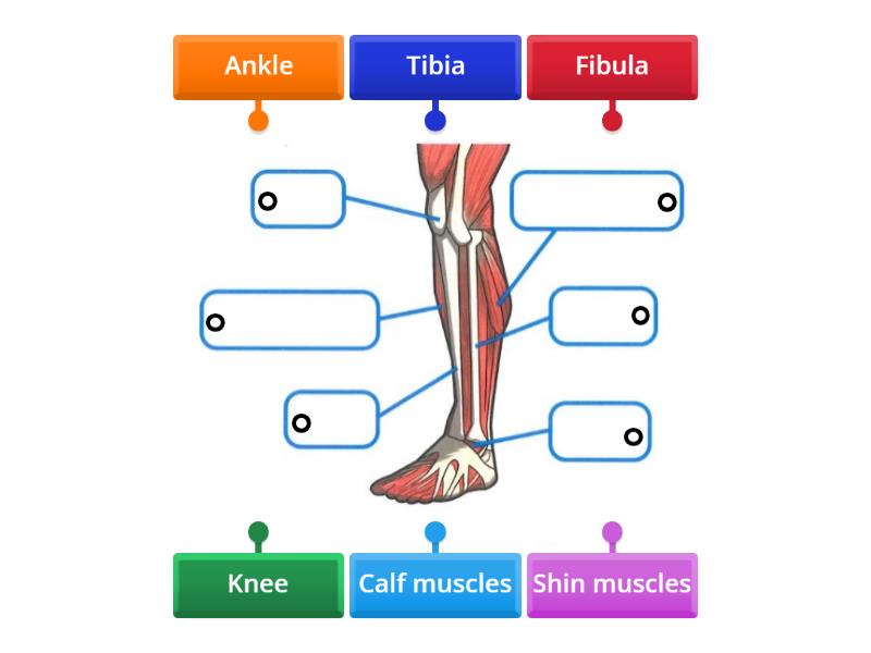 Leg diagram - Labelled diagram