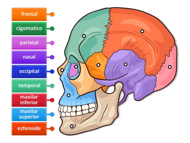 huesos del craneo - Diagrama con etiquetas