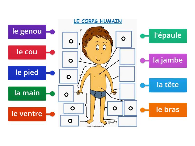 le corps humain 2 - Diagramme étiqueté
