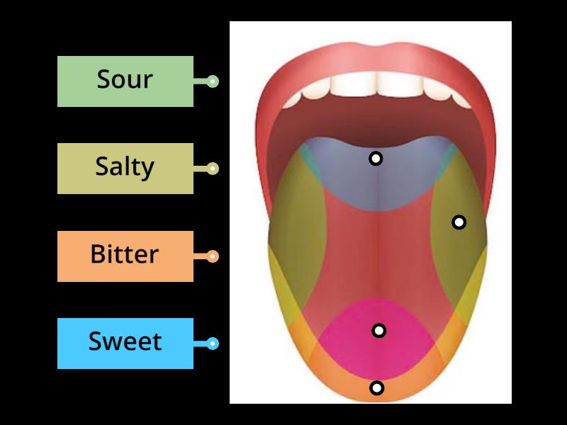 Tongue Map - Labelled diagram
