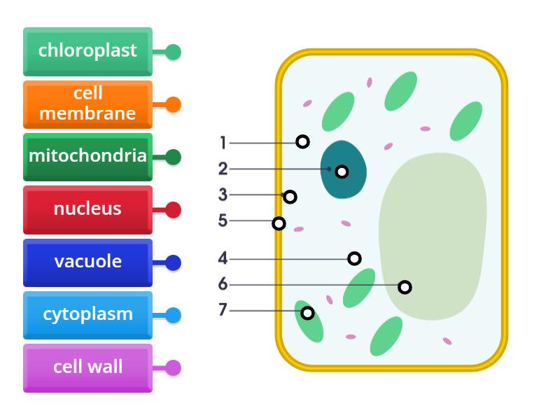 plant cell - Labelled diagram