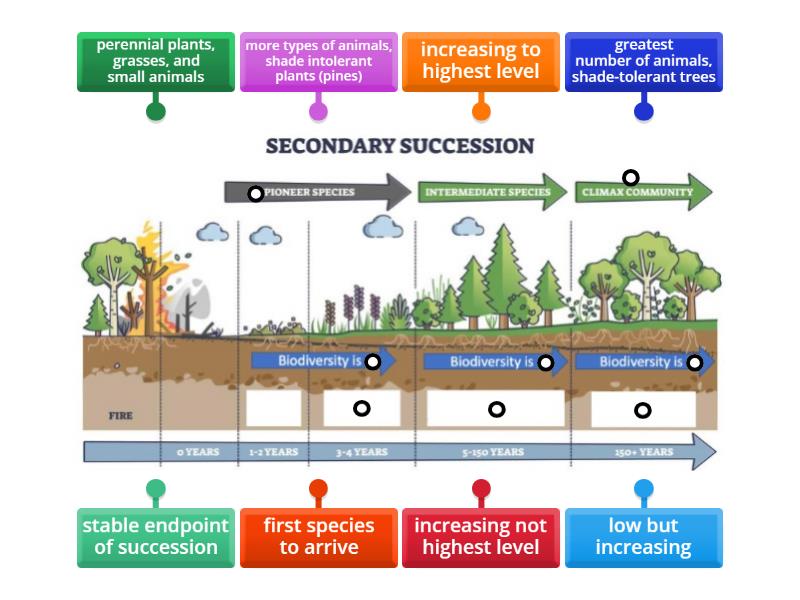 Secondary Succession - Labelled diagram