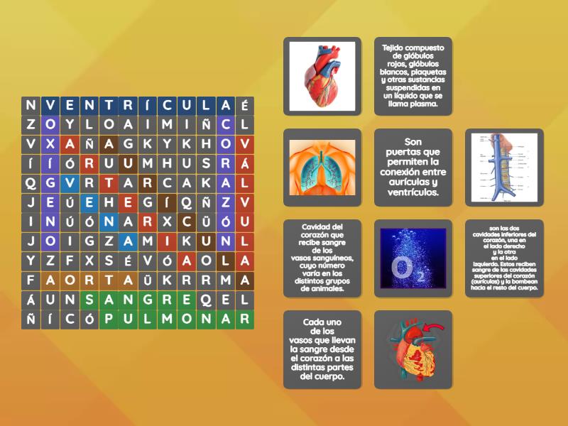 El Sistema Circulatorio - Sopa de letras