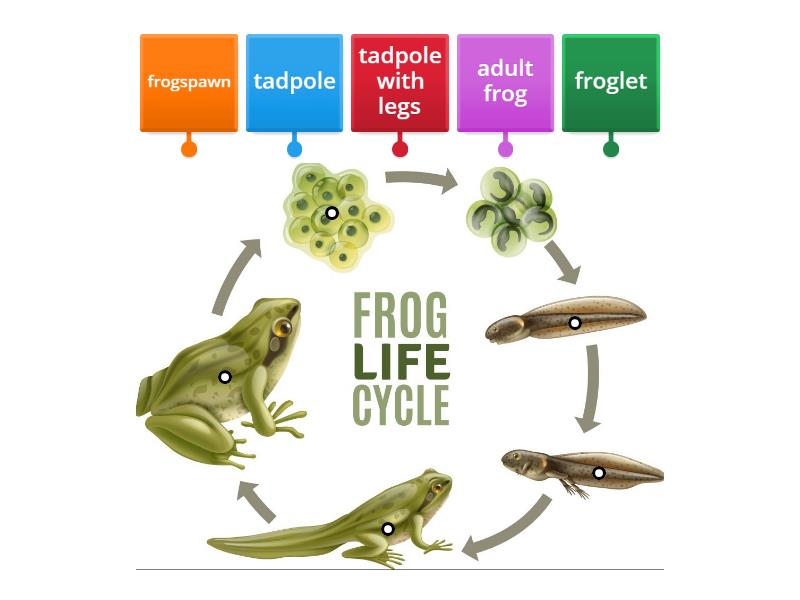 Frog lifecycle labelling - Labelled diagram