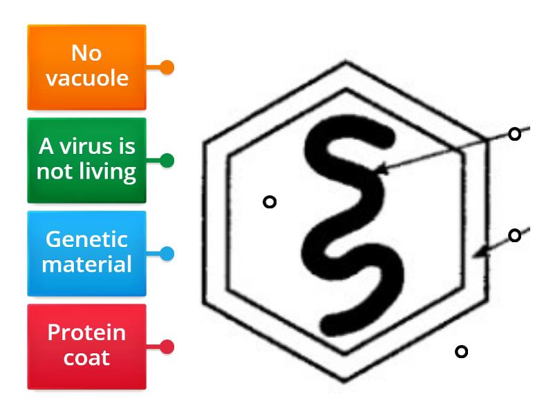 Labelling a viral cell - Labelled diagram
